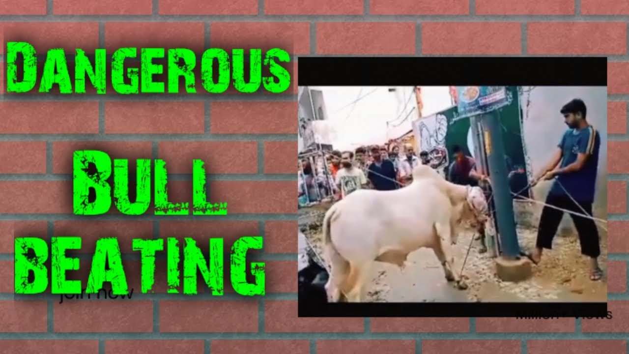 Dangerous bull out of control - YouTube