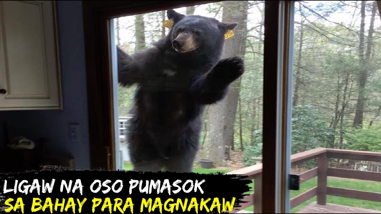 Ligaw na Oso Pumasok sa Bahay para Magnakaw/10 Ligaw na Hayop Pumasok ...