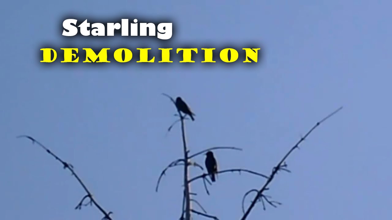 Air rifle starling hunting - AT44 .177 + Striker 1000s .22 - YouTube