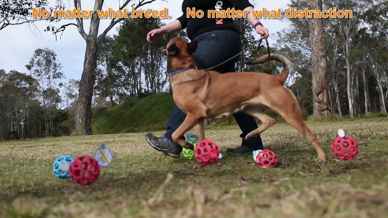 Team K9 Pro: Why Train in DRIVE - YouTube