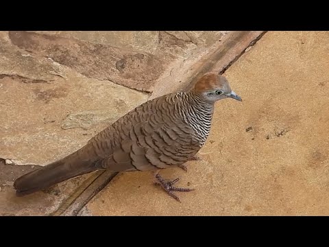 Birds of Hawaii - Zebra Dove (Geopelia striata) Prugasti golubić - YouTube