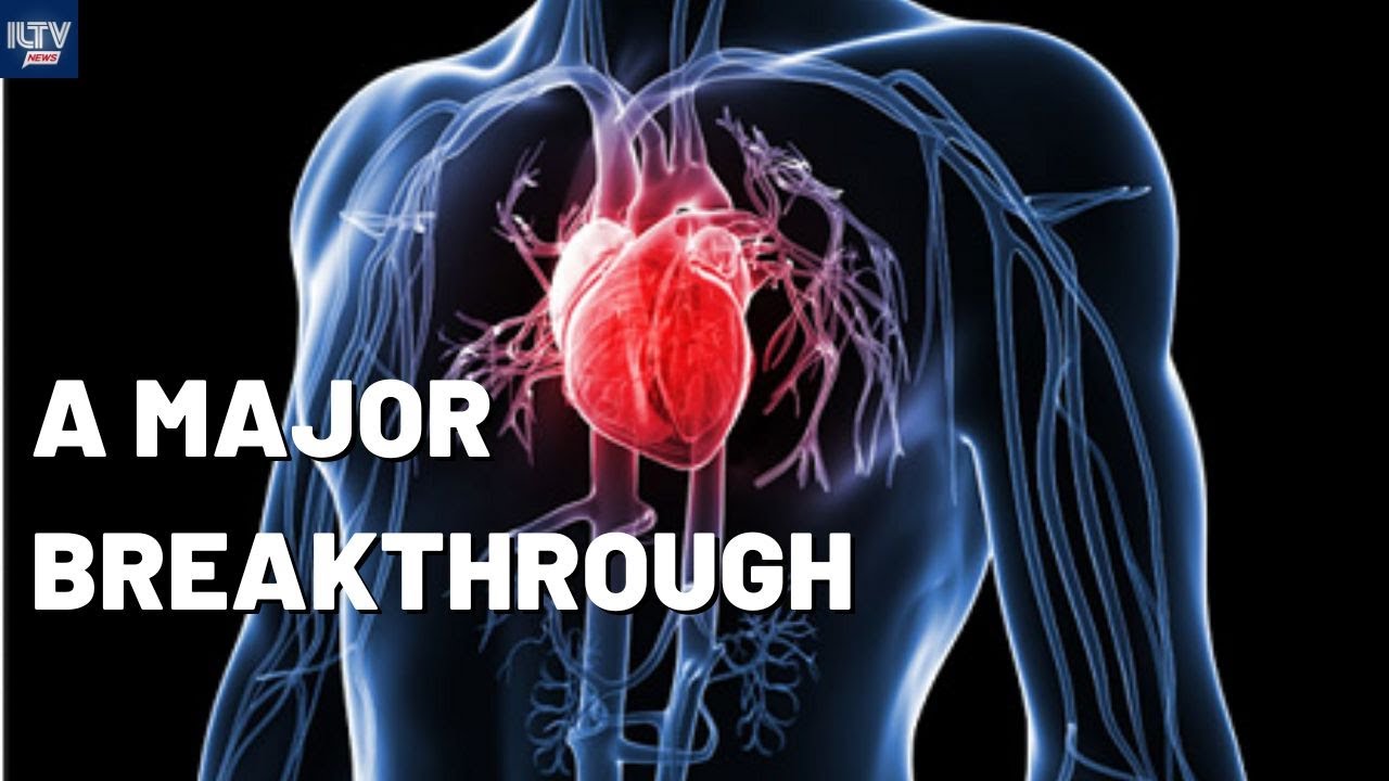 Miniature Human Heart Created in a Lab! - YouTube