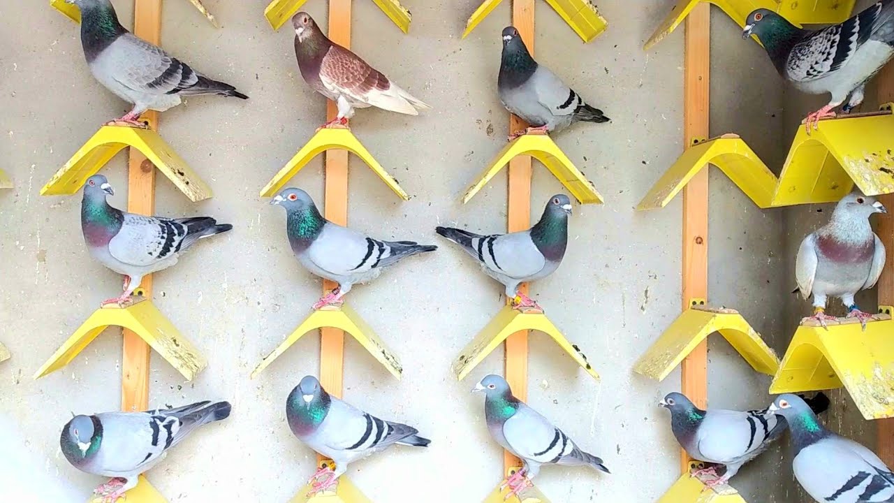 Loft Visit | Sk Loft Racing Pigeon | All Main Breeder Males Pigeon ...