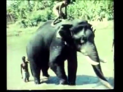 how to wash an elephant - YouTube