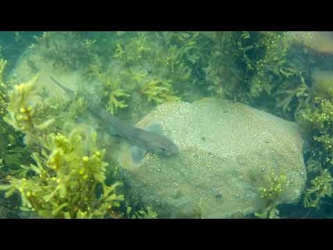 Lesser spotted dogfish, Kerry, Ireland - YouTube