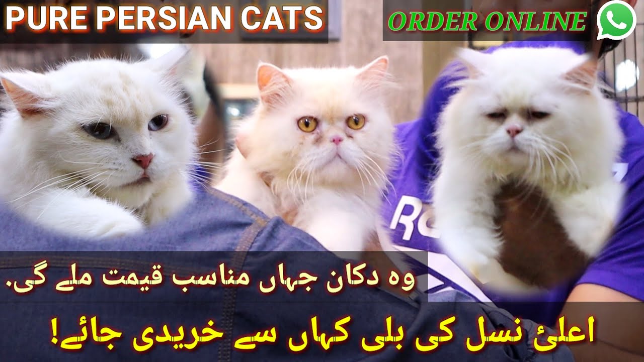 Top quality Persian cats and kittens in Pakistan | Persian cat triple ...