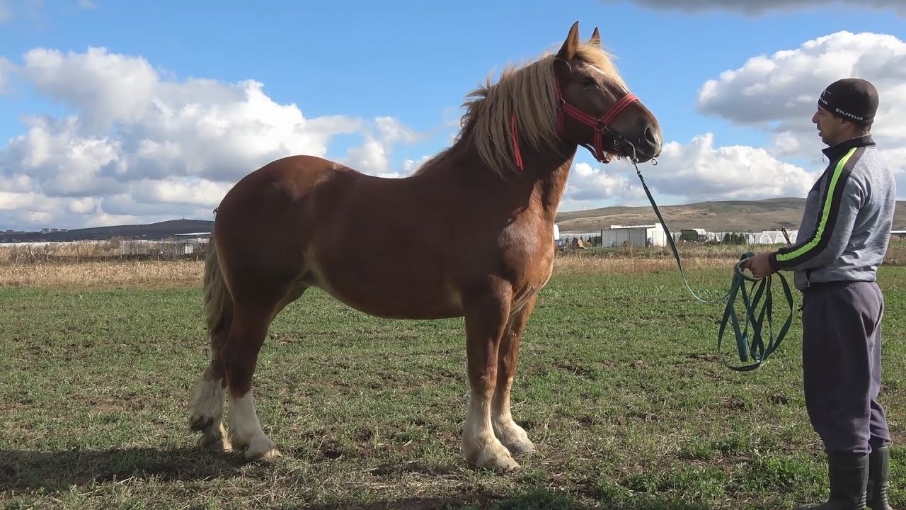 Manza Semigreu Romanesc, Prop. Romica Racasan - 2017 - YouTube