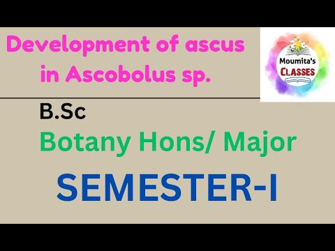 Fungi: Development of ascus in Ascobolus sp. - YouTube