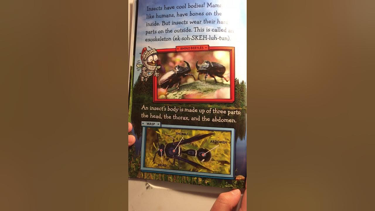 FLY GUY PRESENTS INSECTS By Tedd Arnold - YouTube