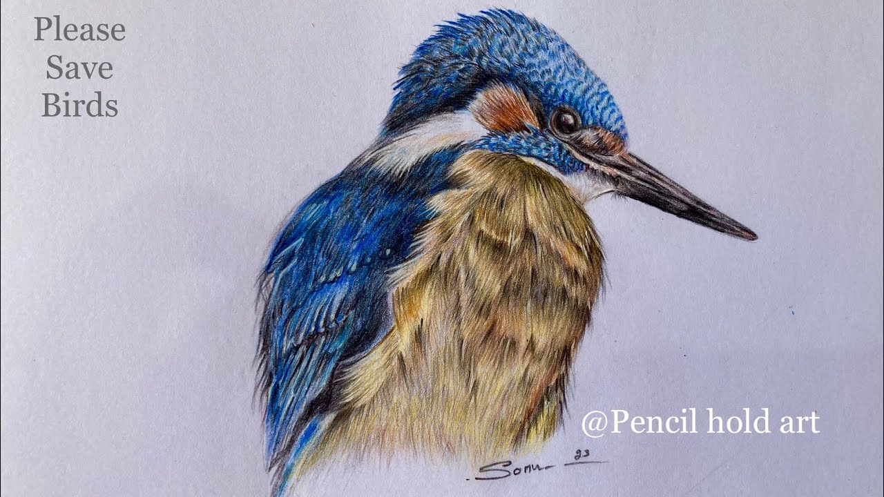 Kingfisher Draw With Colour Pencil Step By Step/#kingfisher #nature # ...