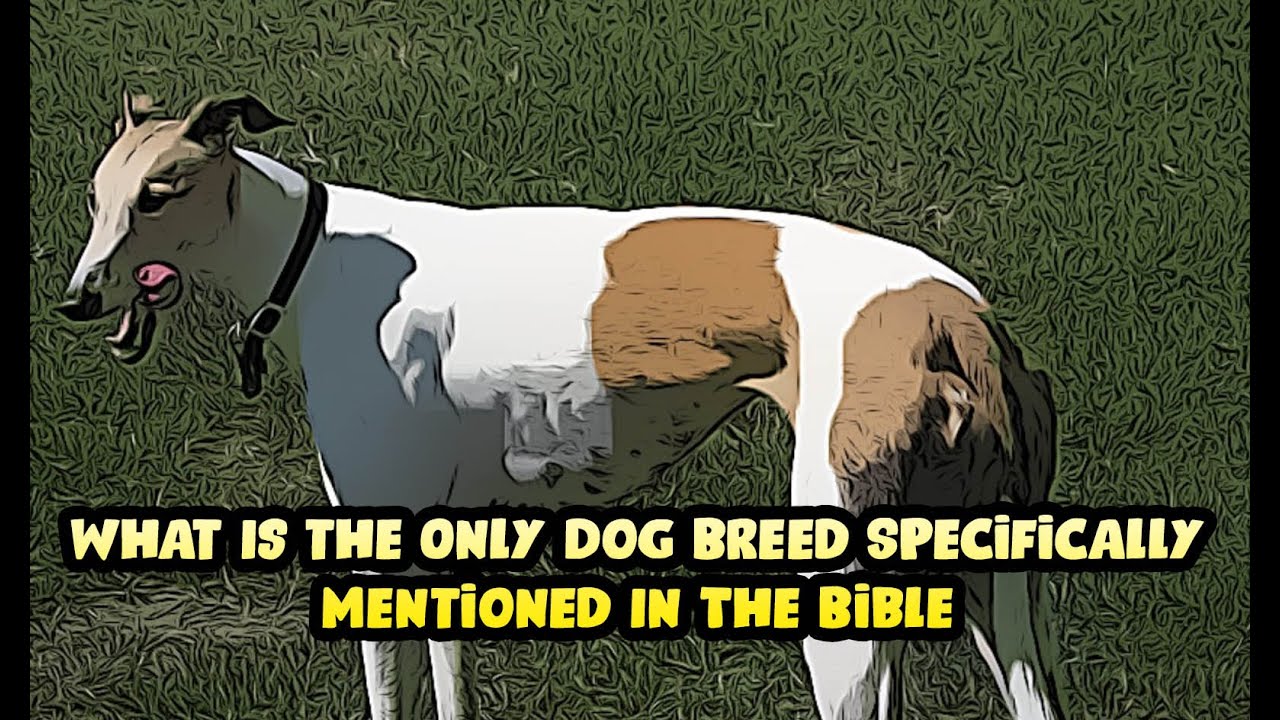 What Dog Breed Is Mentioned In The Bible