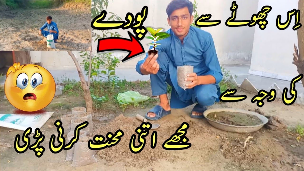 Is Chote Se Podhe Ne Itni Mehnat Karvai 🌱😲 | Guava 🍐| Qasim Cheema ...