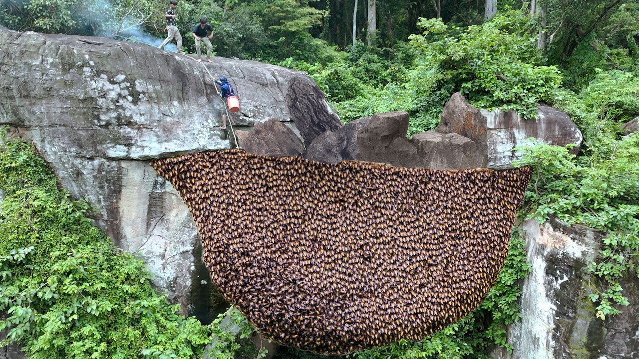 Harvest giant bees on Higher Cliff for daily food - YouTube