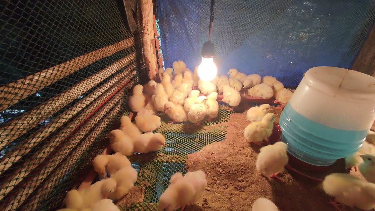 Guidelines sa unang araw na pag-aalaga ng broiler chicken o 45 days|new ...