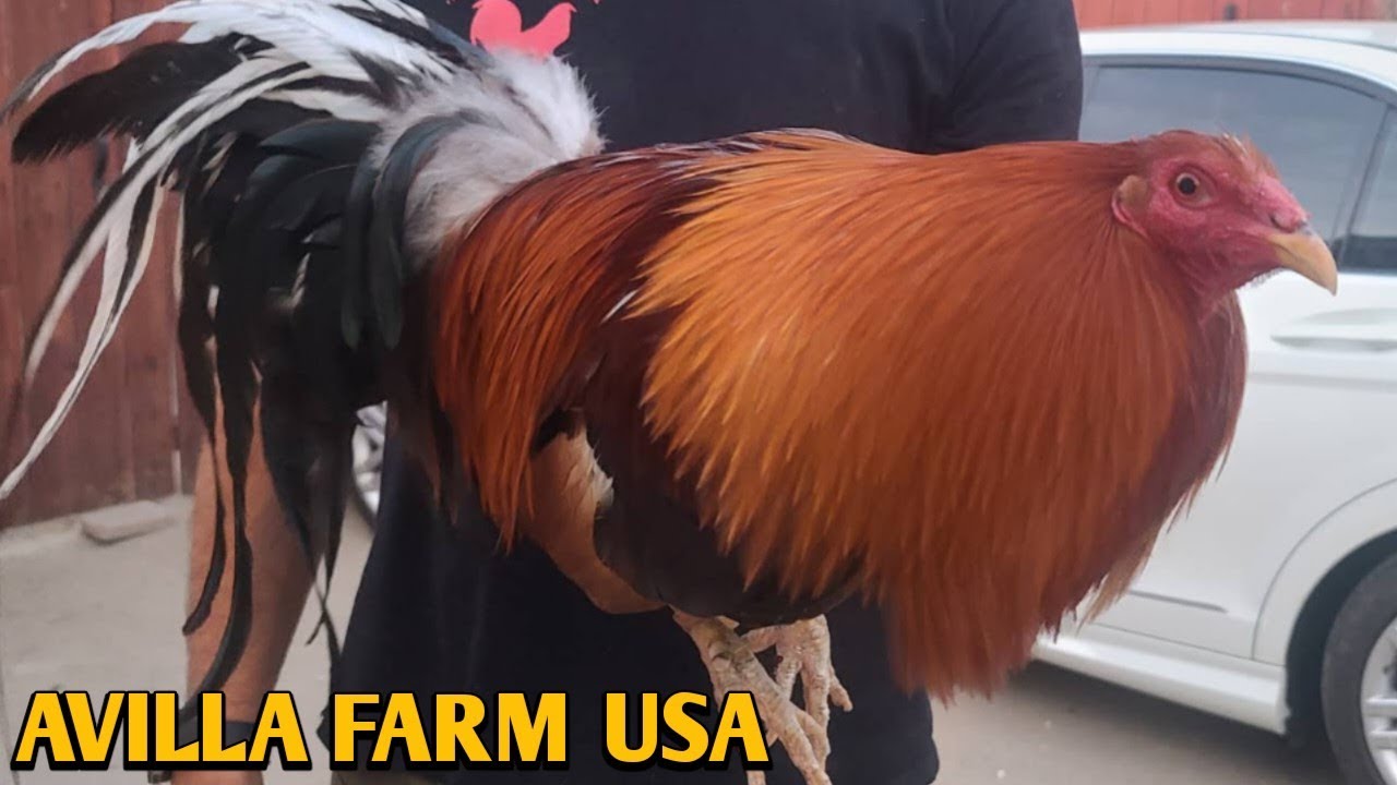 Pure Oscar Akins Yellow leg hatch - AVILLA FARM USA - YouTube