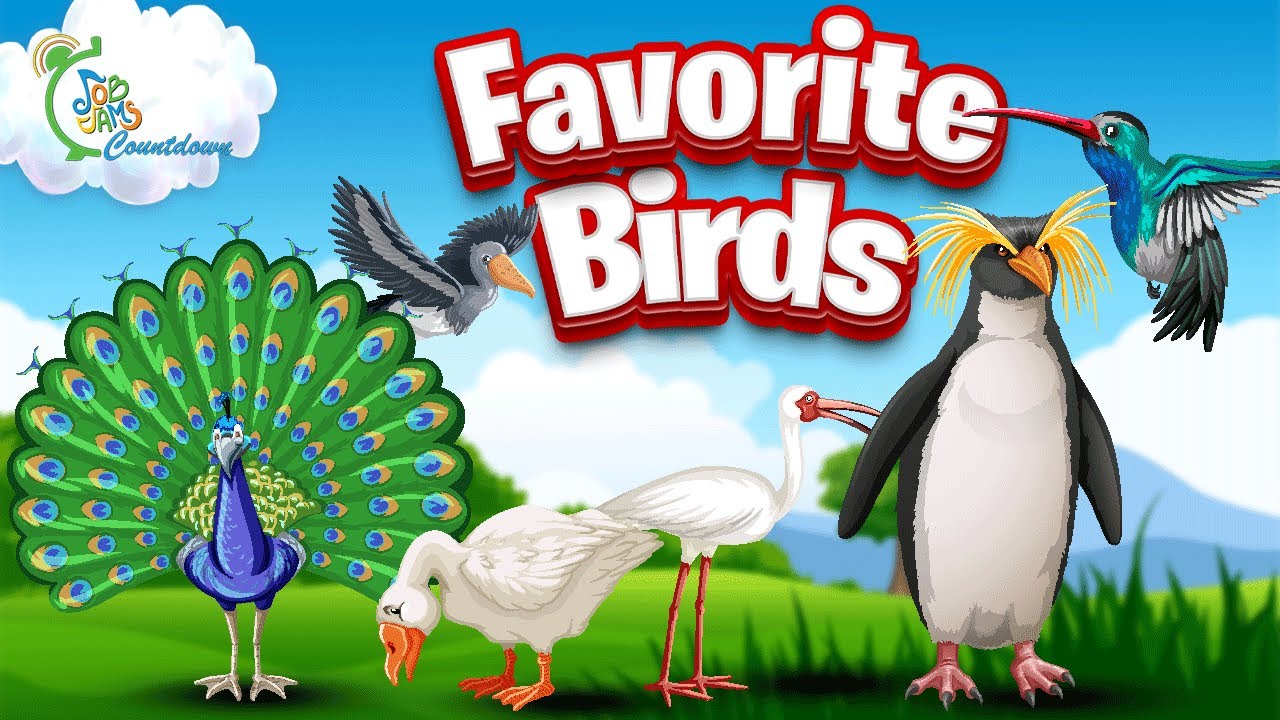 Top 10 Favorite Birds | Job Jams Countdown | Educational Videos for ...
