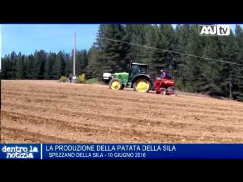 Camigliatello Silano – La produzione delle patate della Sila - YouTube