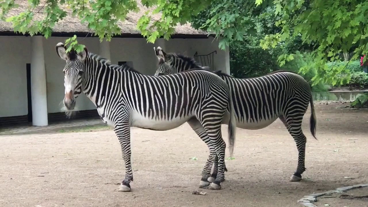 Zebras in Berlin Zoo - YouTube