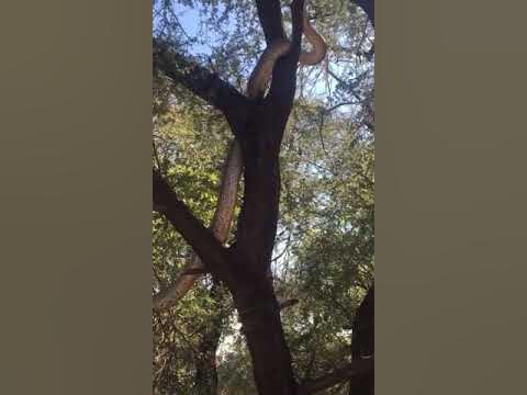 Real Reticulated Python climbing a tree 🤯 #shorts #short - YouTube