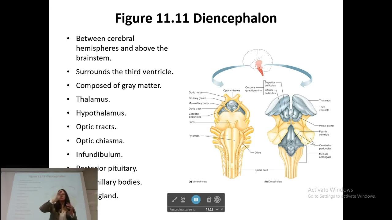 Chapter 11 Part 3 - YouTube