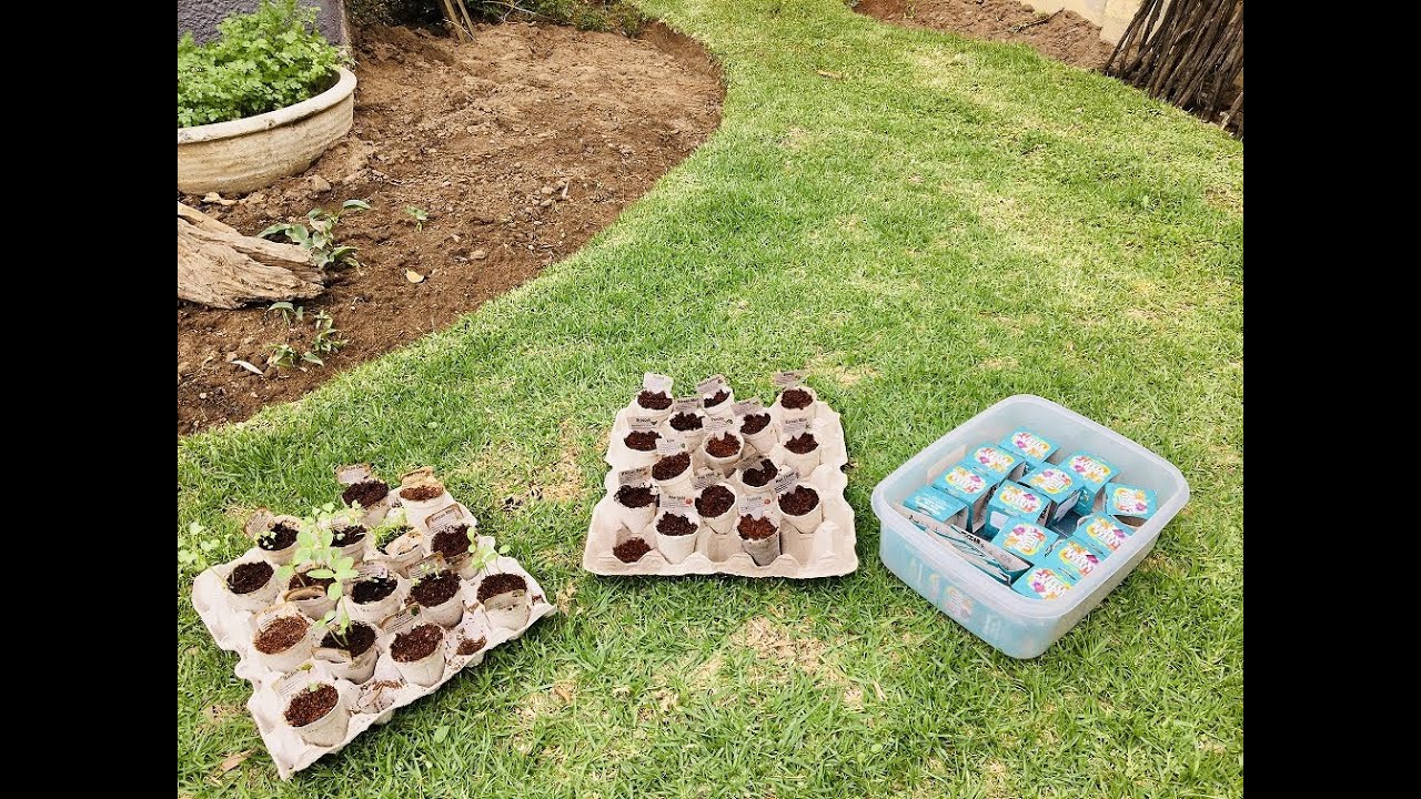 Arts and Crafts - we planted our seed kits 🌱 from Checkers 🌻 😁 - YouTube