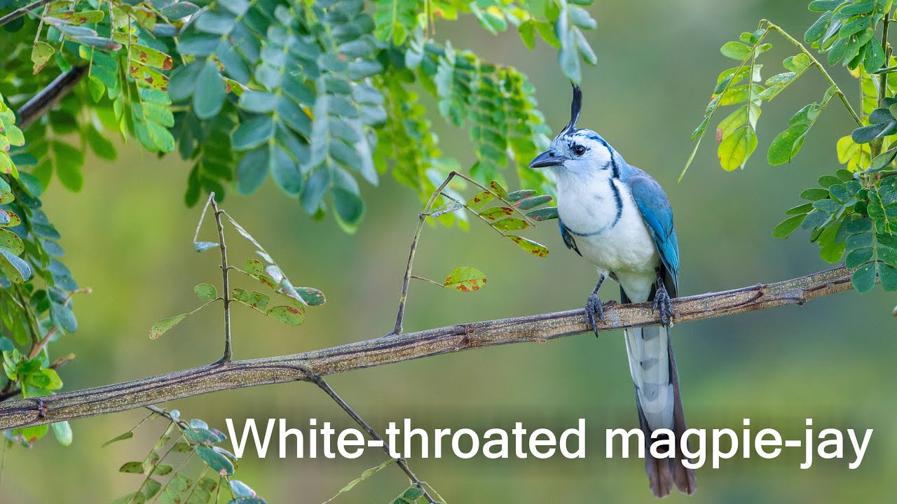 White-throated magpie-jay in Costa Rica - YouTube