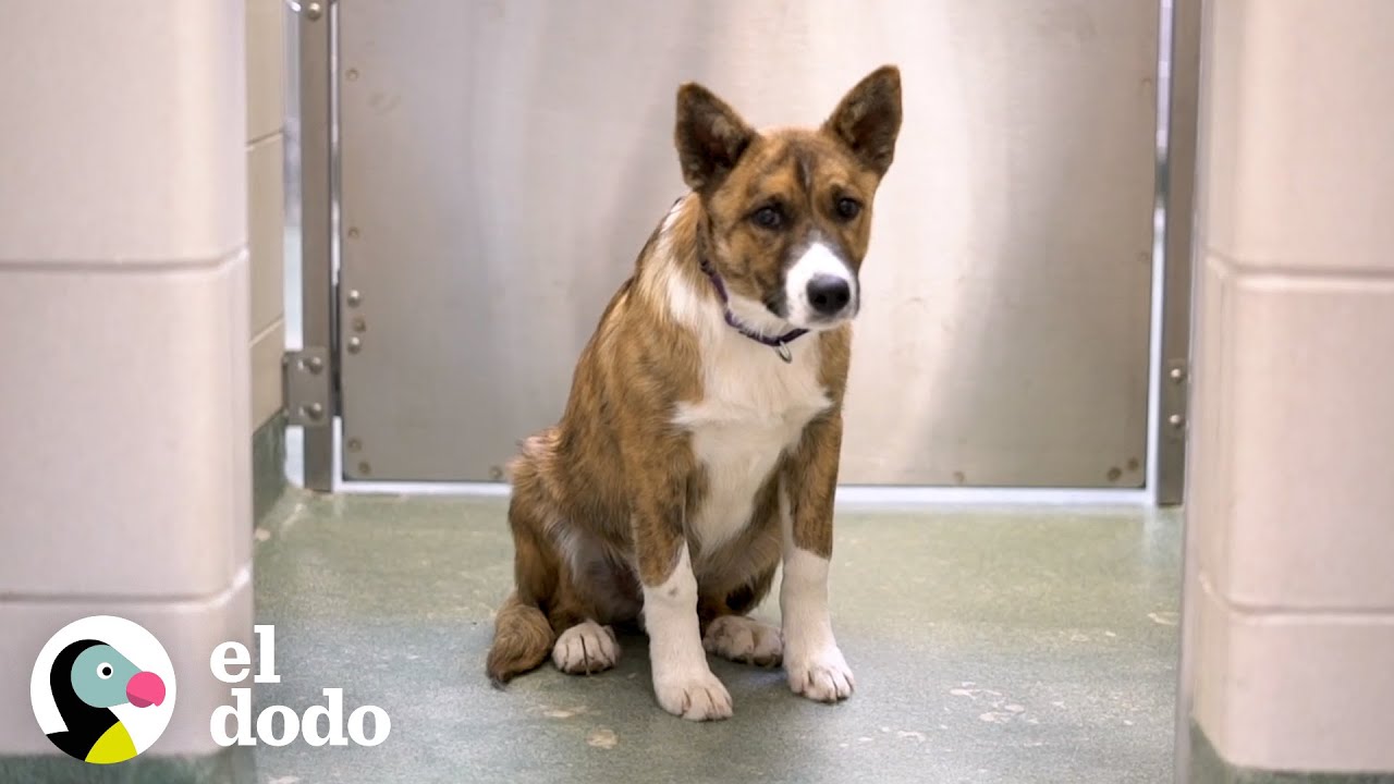 Perro aterrorizado descubre lo divertida que puede ser la vida | El ...