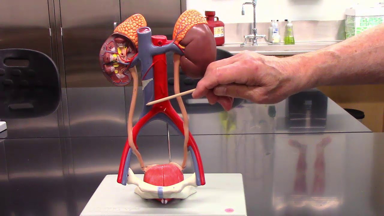 Excretory System Model - YouTube