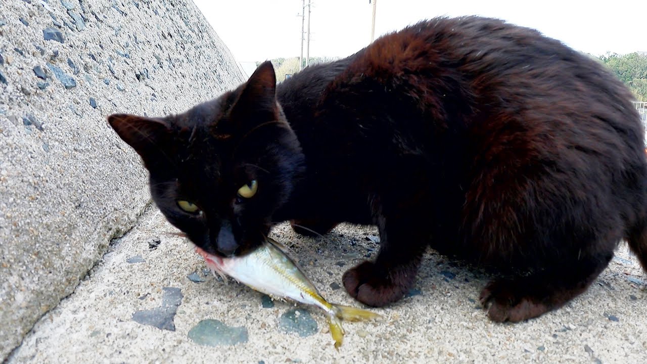 Black cat eats fresh fish - YouTube
