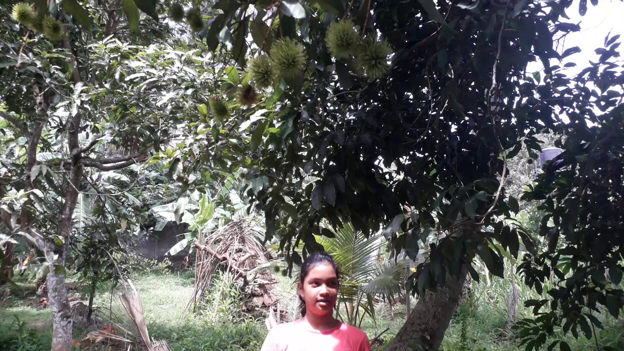 අපි අපේ ගමට ගියදා Youtube