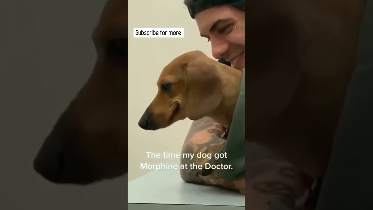 Dog on morphine - YouTube