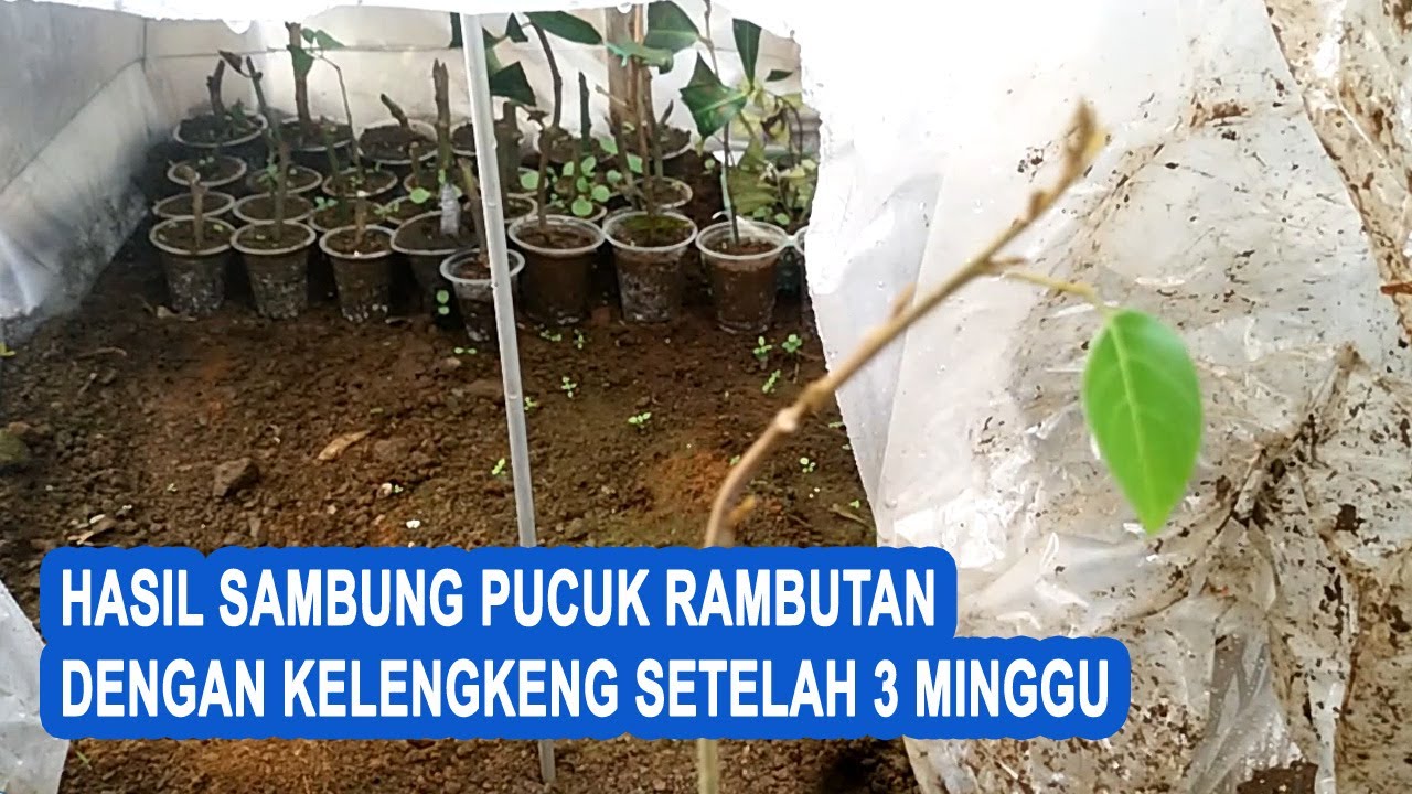 Sambung pucuk rambutan dan kelengkeng setelah 3 minggu - YouTube