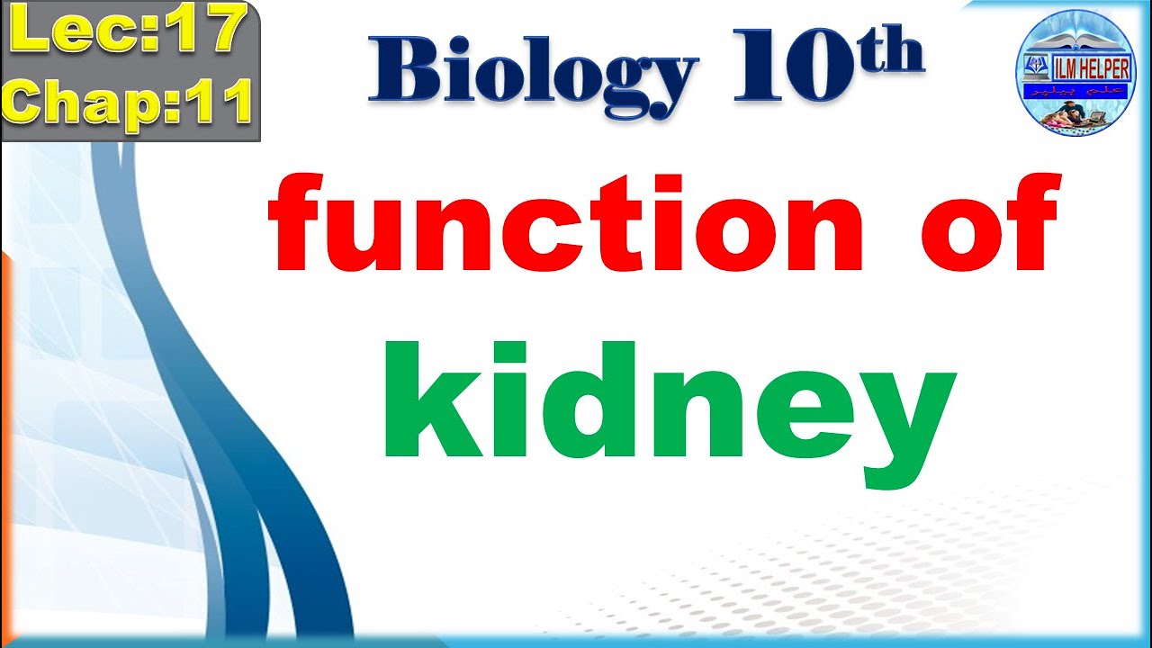 10th bio lec17 | function of kidney | Ch 11 | Functioning of Kidney ...