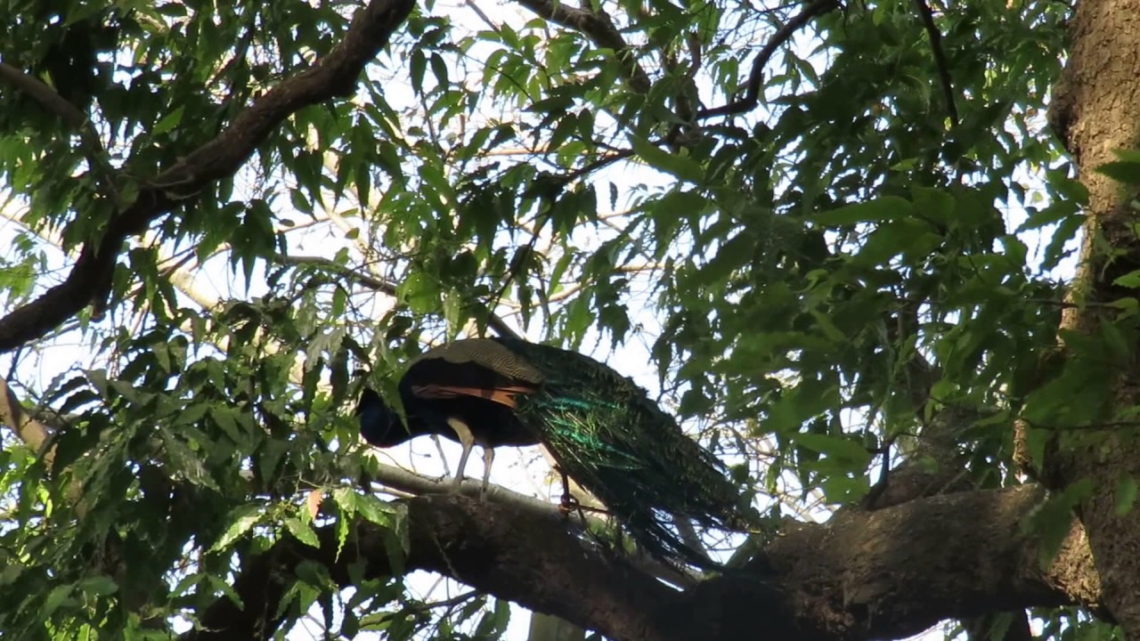 beautiful pecoke on tree 2 - YouTube