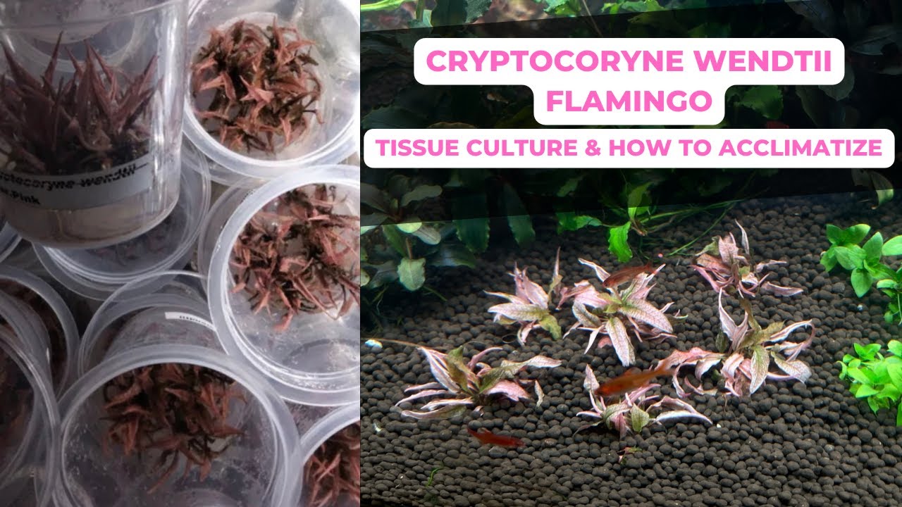 Cryptocoryne Sp. Flamingo - Tissue Culture Plant and how to acclimatize ...