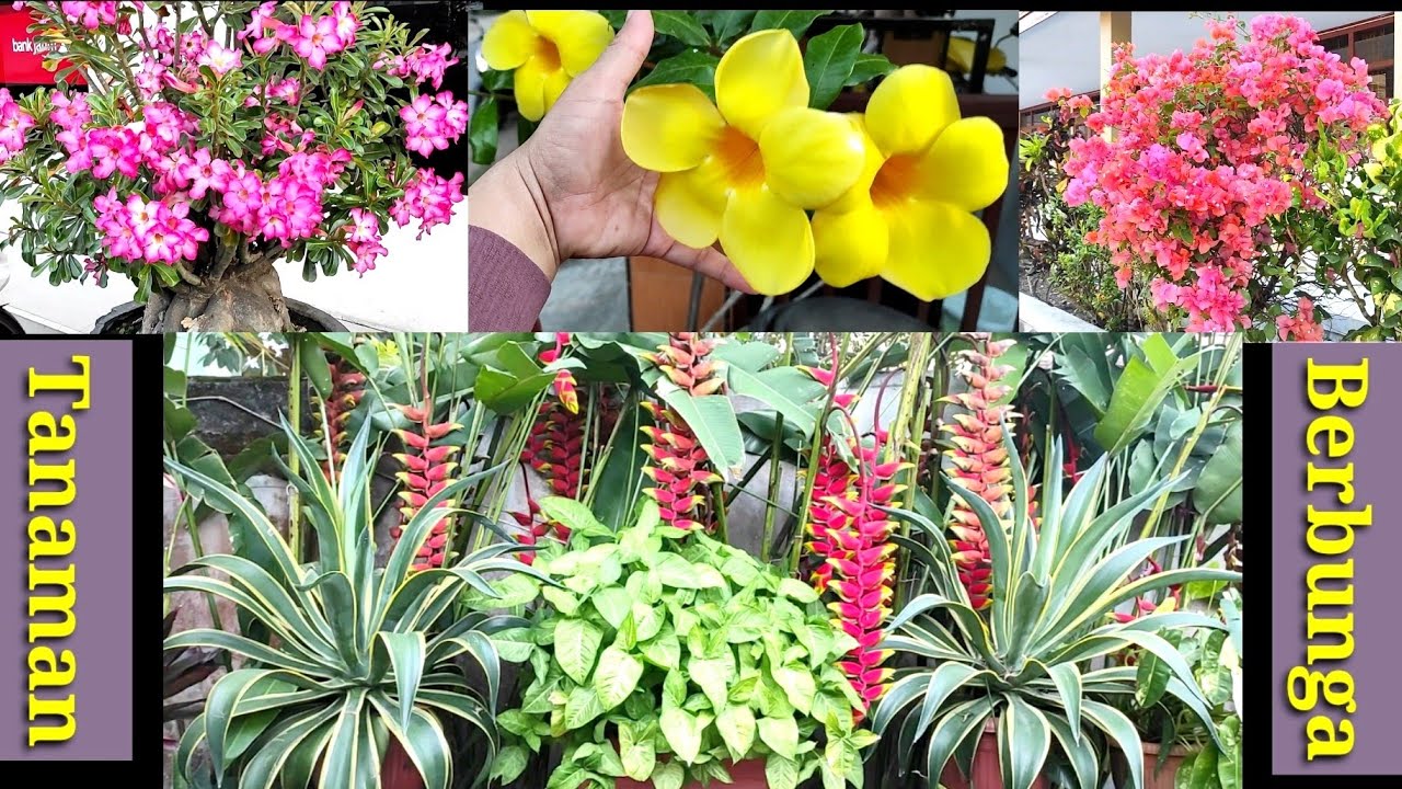 Aneka Tanaman Hias Berbunga Cantik Yang Bermanfaat Bagi Kesehatan (Part ...