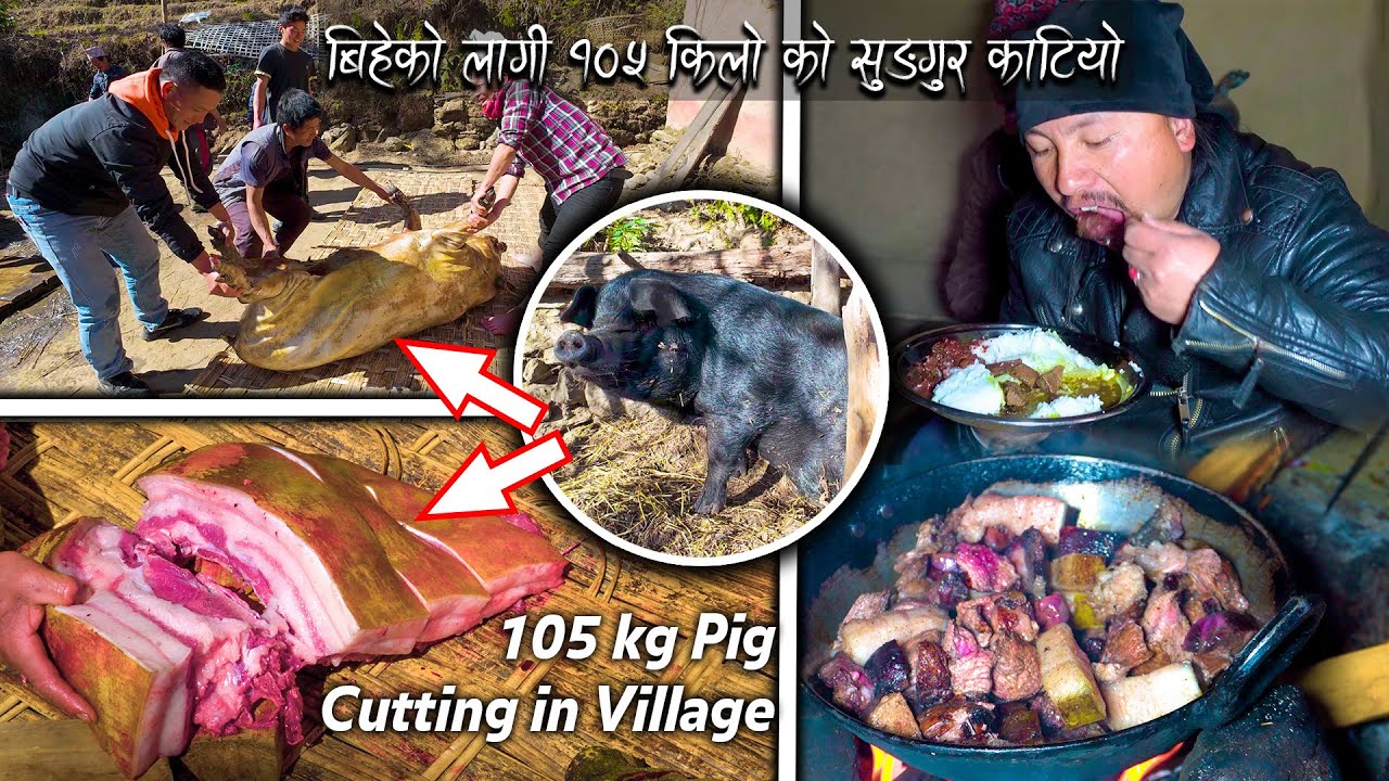 105 Kg Pig cutting and eating in the Rural village || Preparing for the ...