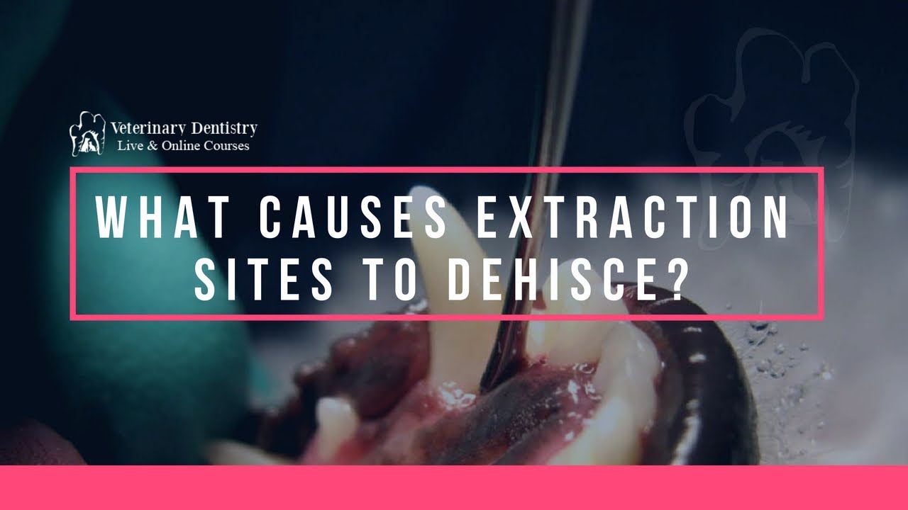 Veterinary Dentist Shares What CAUSES of Extraction Sites To Dehisce ...