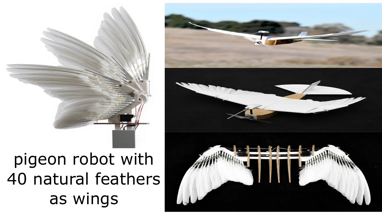 pigeon robot with 40 natural feathers as wings - YouTube