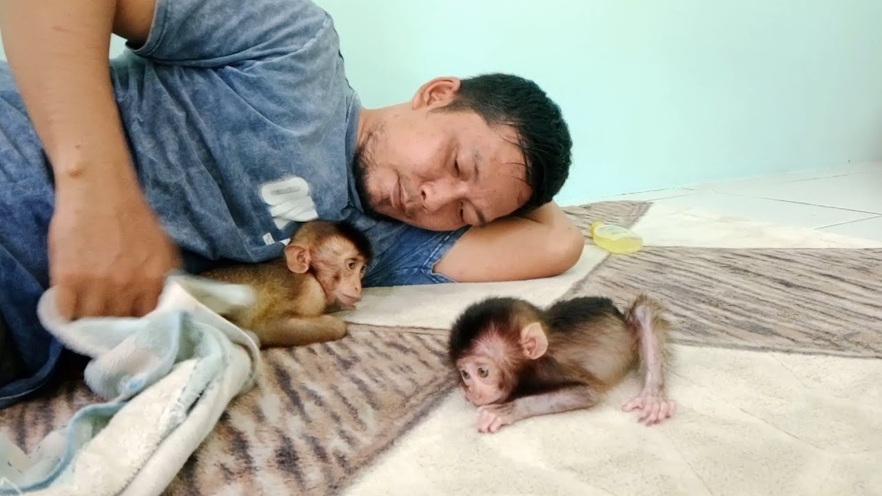 two very cute baby monkeys are playing with their master - YouTube