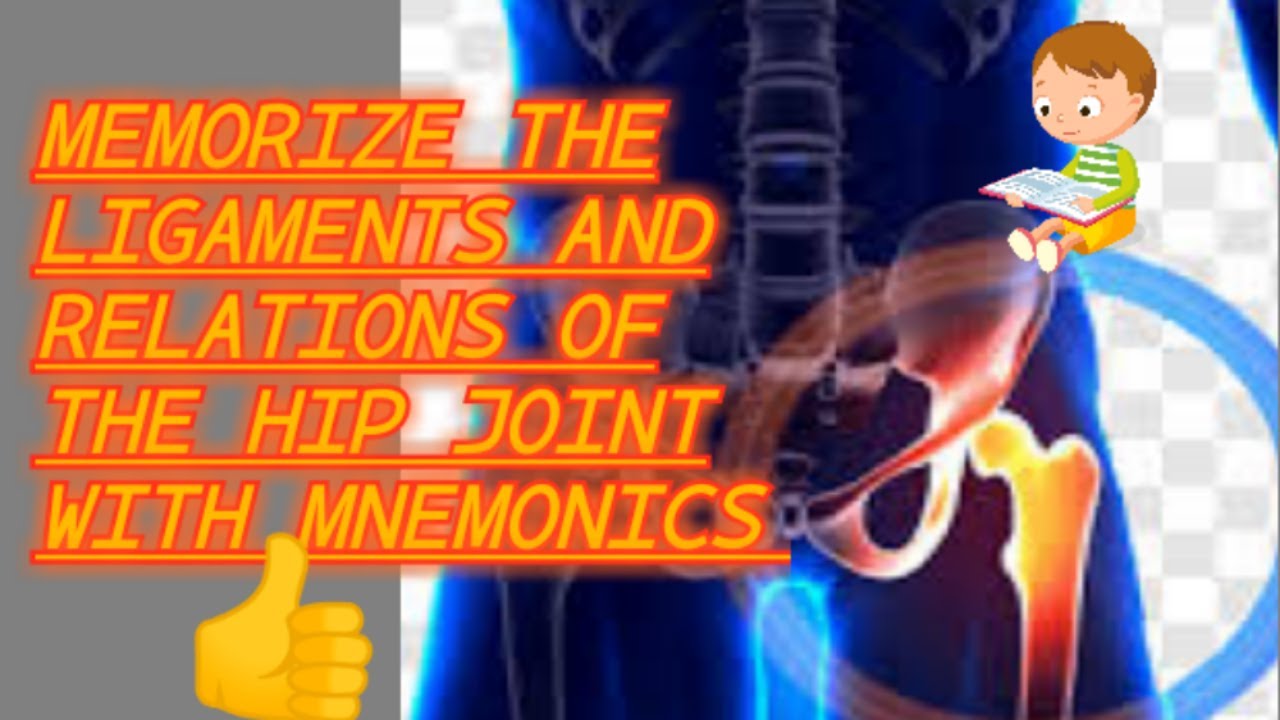 memorize the ligaments and relations of hip joint with mnemonics - YouTube