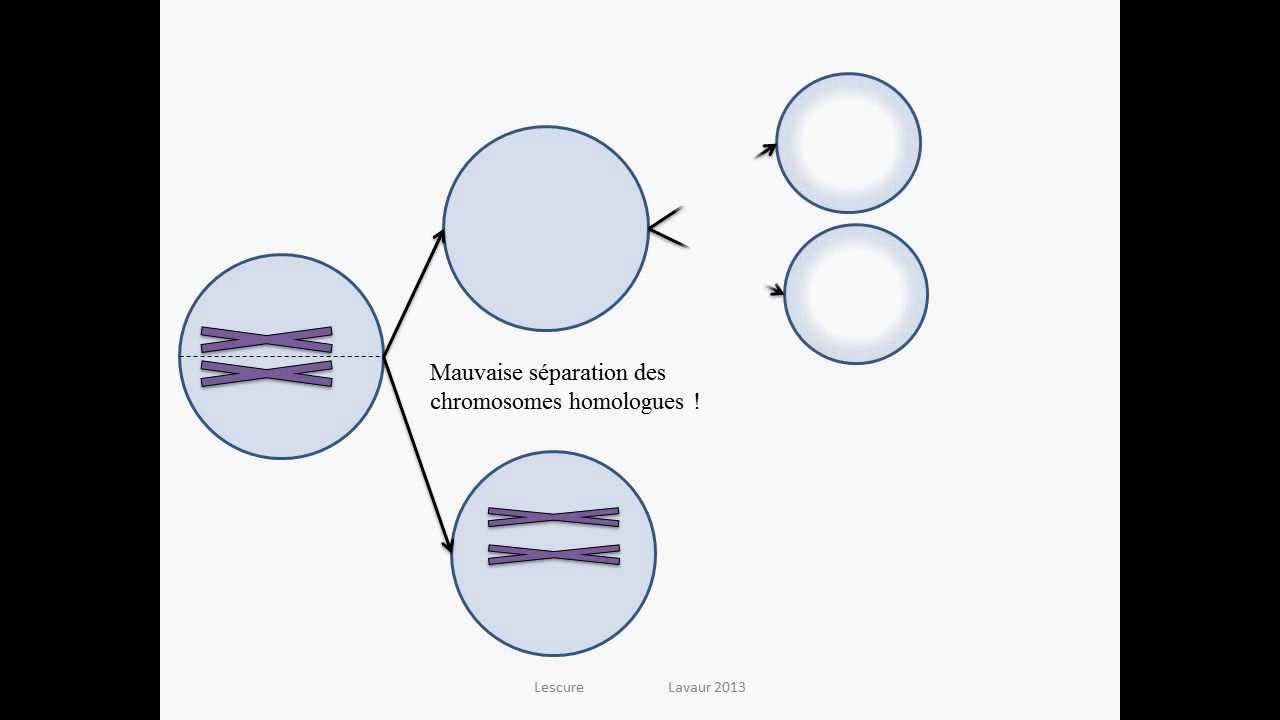 Trisomie ou Monosomie - YouTube