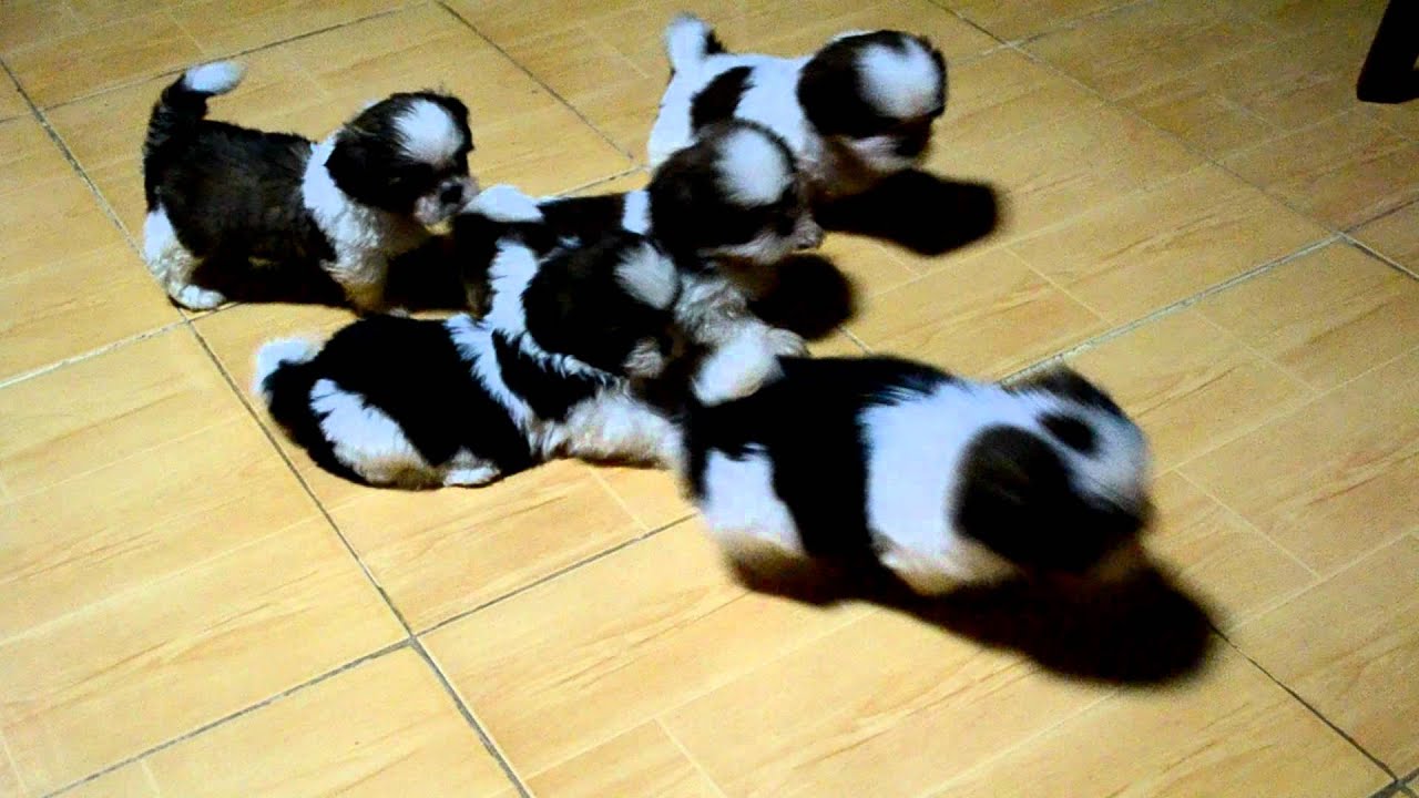 Excited Shih Tzu Puppies! - YouTube