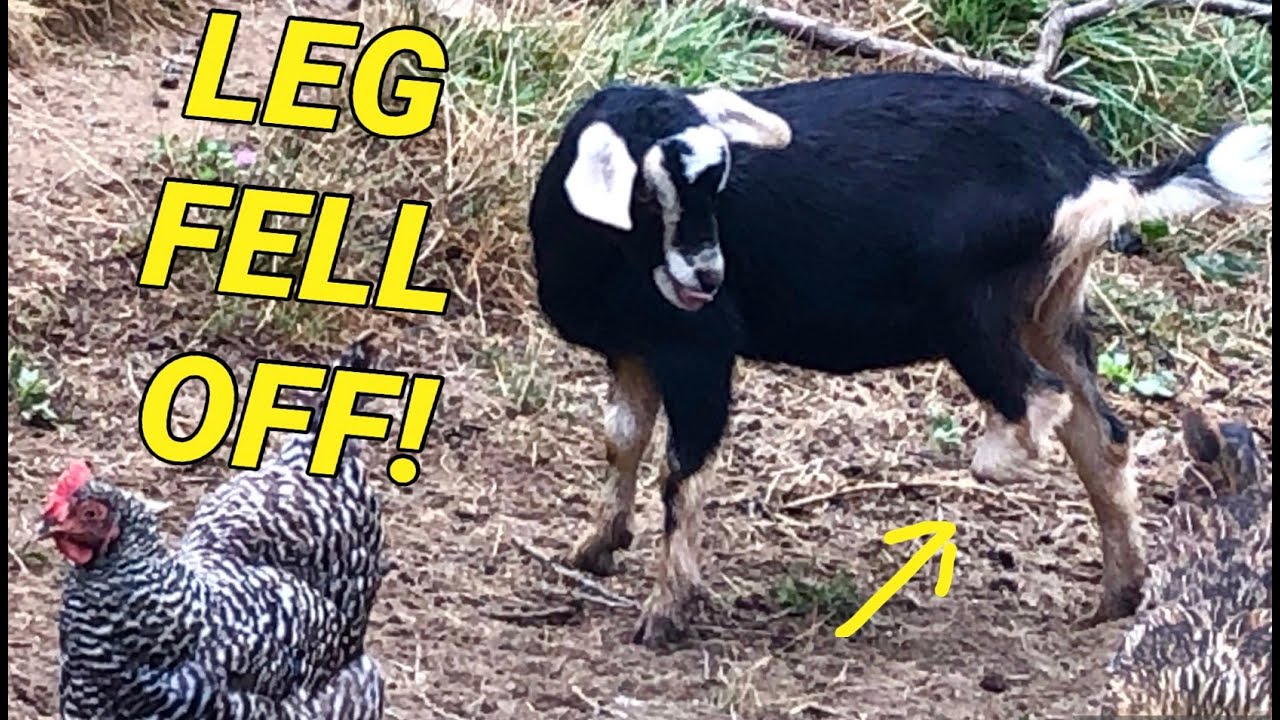 My goats leg fell off! Trials of goat farming. - YouTube