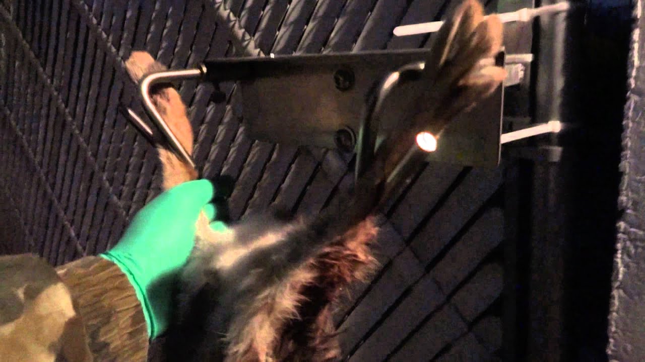 Rabbit Hanger Version B - YouTube