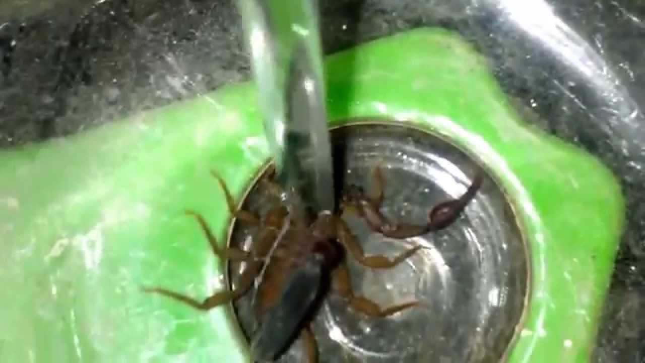 Así pican!! - YouTube