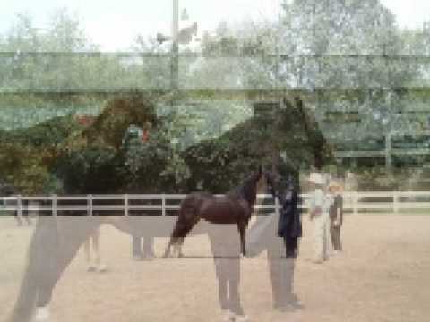 Old horse shows & new rem pics:)