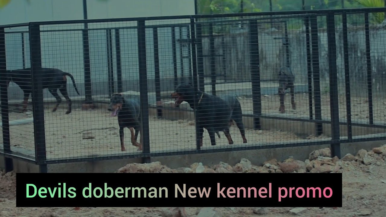 NEW EUROPEAN DOBERMAN KENNEL PROMO | DEVILS DOBERMAN | TAMIL | RAGUL ...