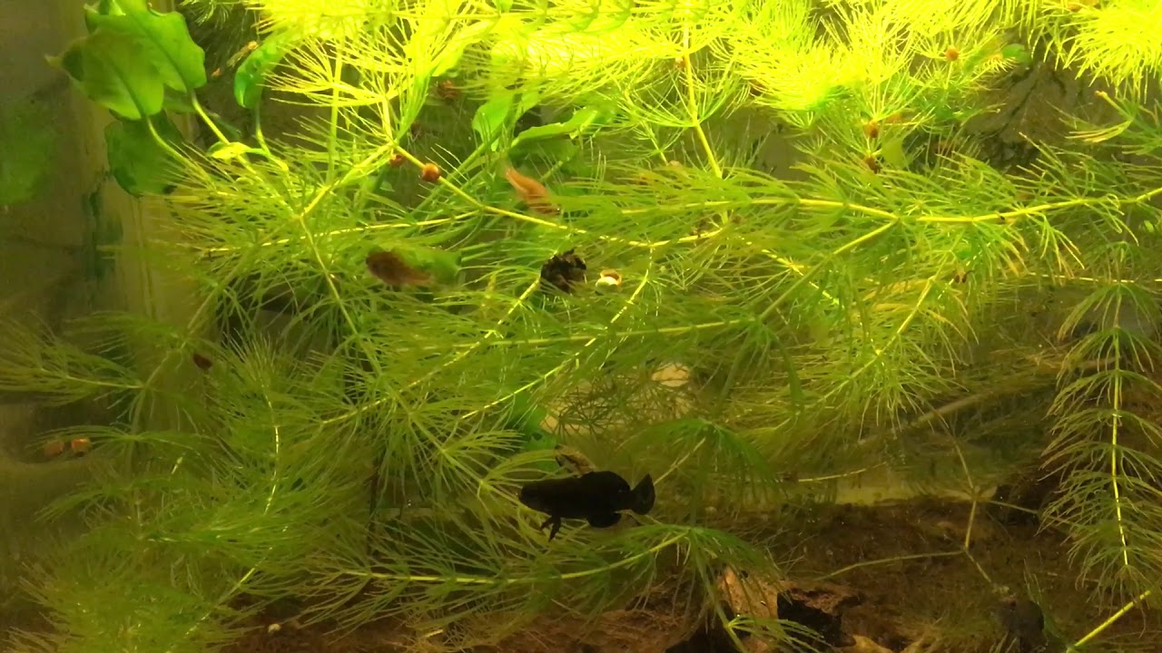 Elassoma evergladei eating Daphnia. - YouTube