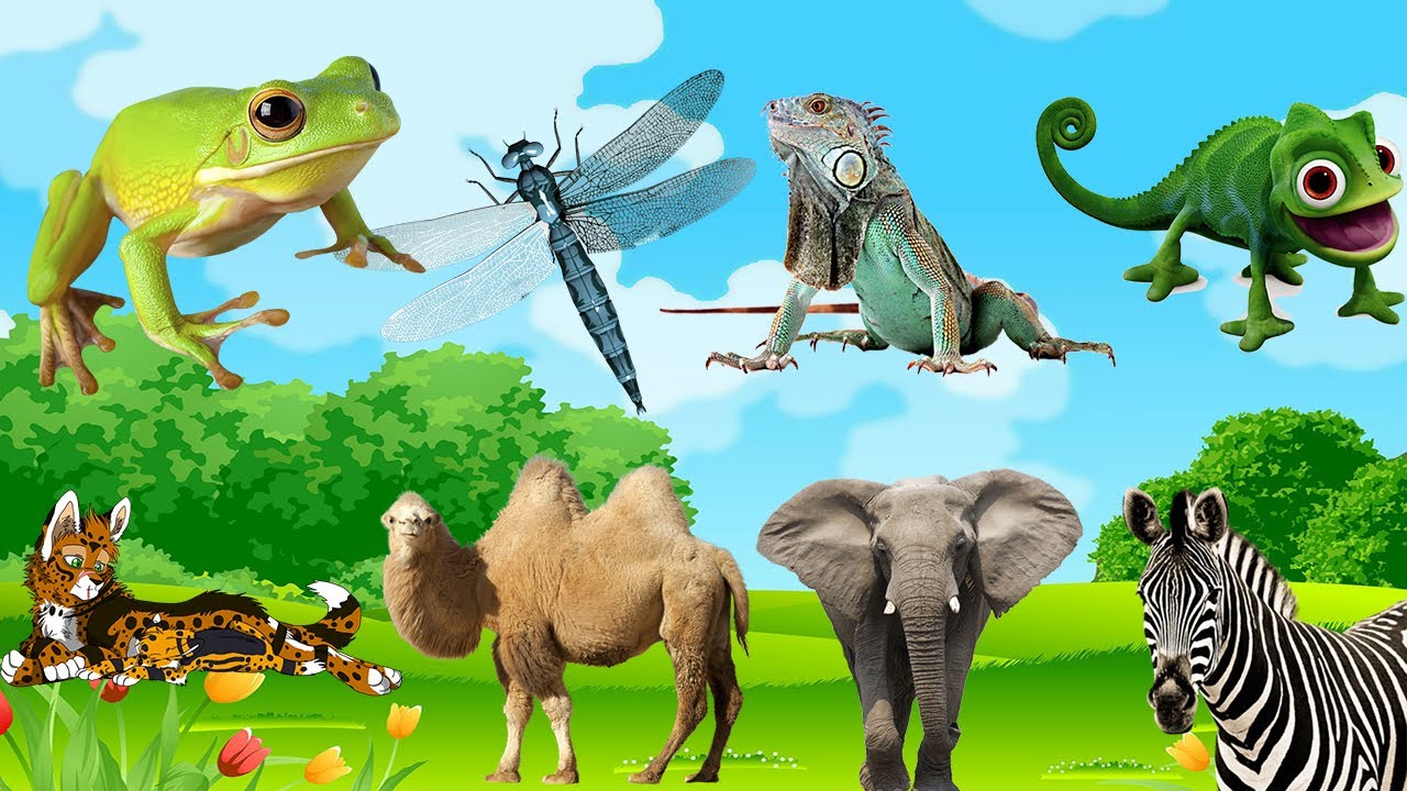 Funny animal sounds Frog,dragonfly,lizard, chameleon, serval,camel ...